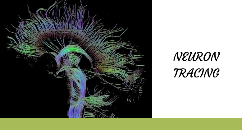 NEURON TRACING - DSS Image